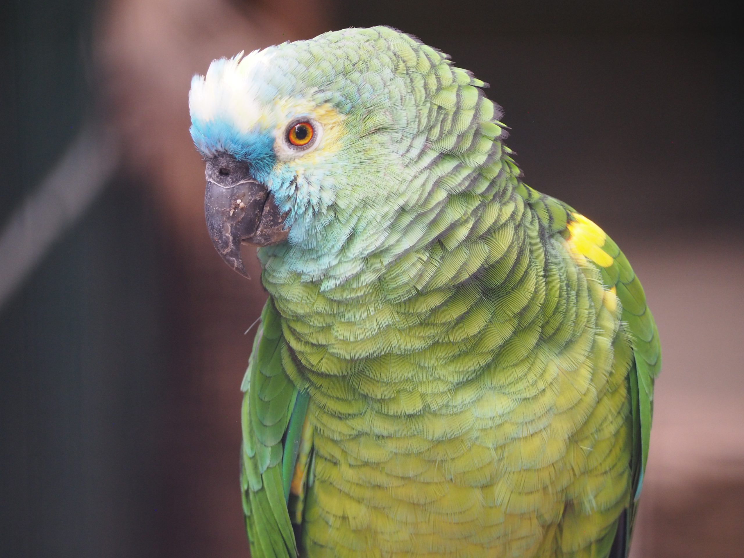 Amazone Front Bleu Prix