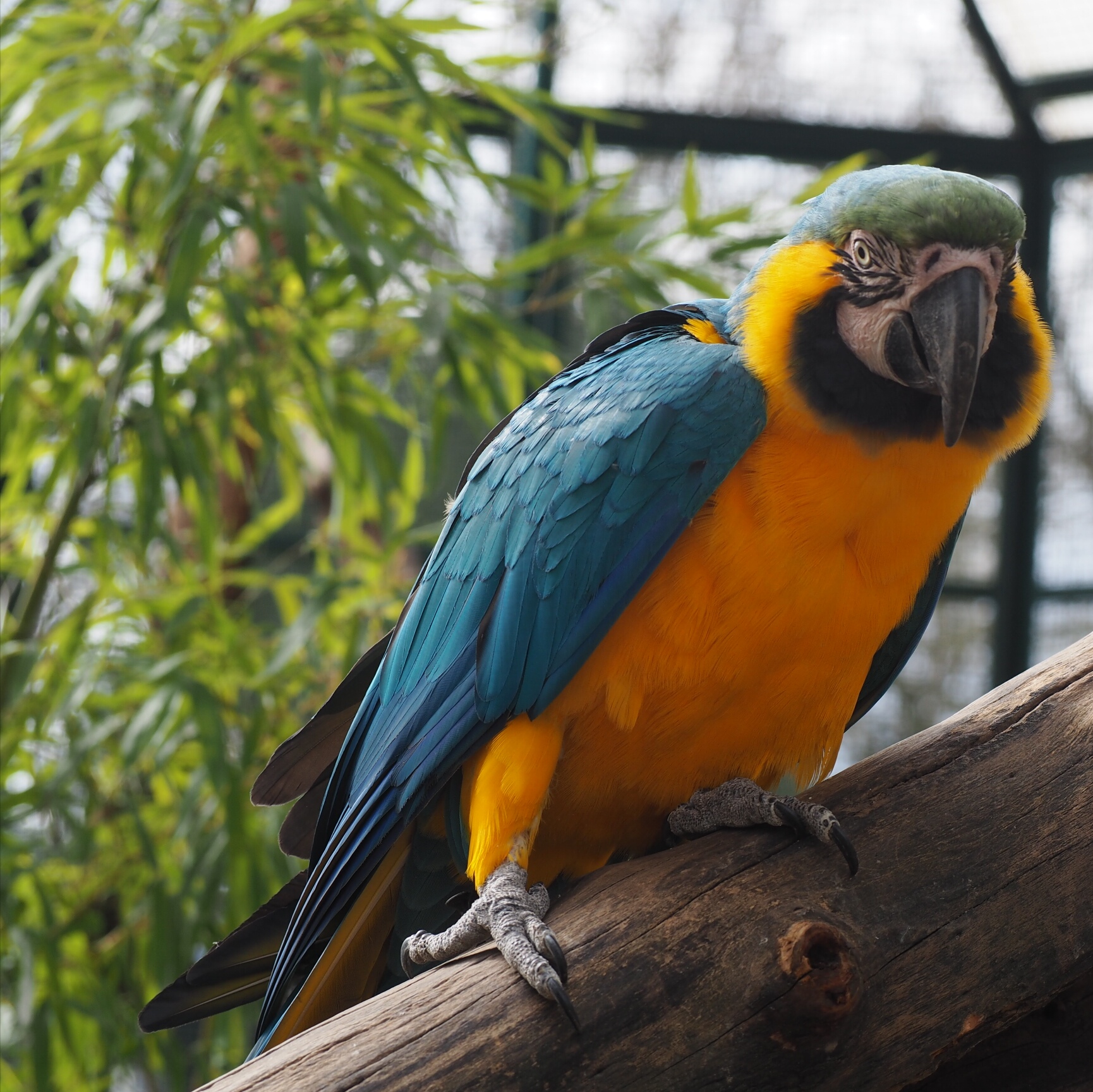 Les animaux - Bioparc Genève